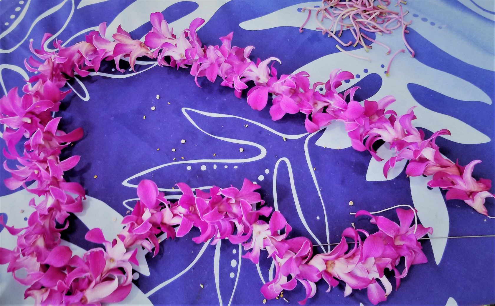 CASA Brings Luau to the Algarve - The Portugal News